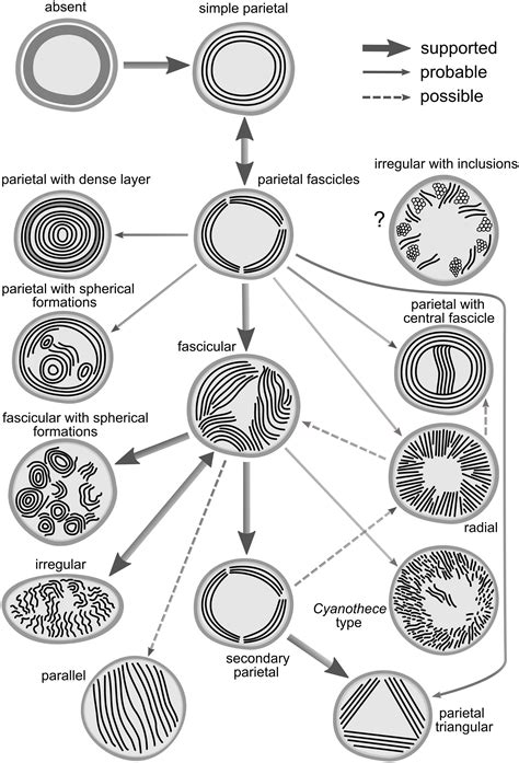 Thylakoid Membrane Cyanobacteria