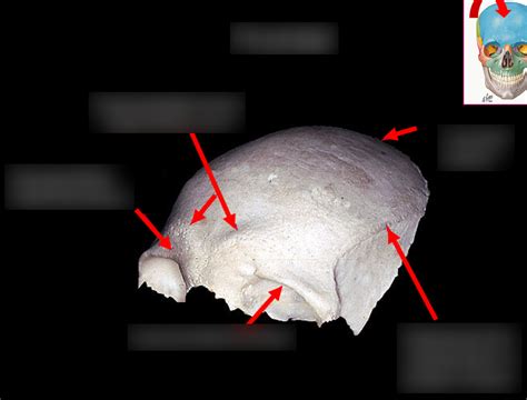 Frontal Bone Features Diagram Quizlet