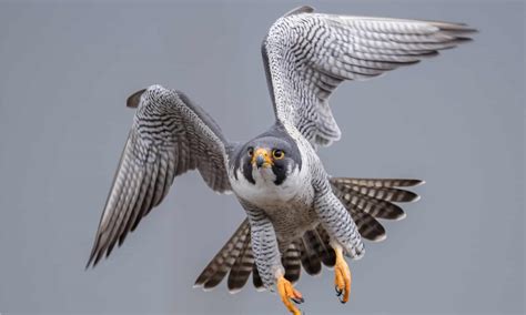 5 Falcons Found In Pennsylvania How To Identify Them And Where They