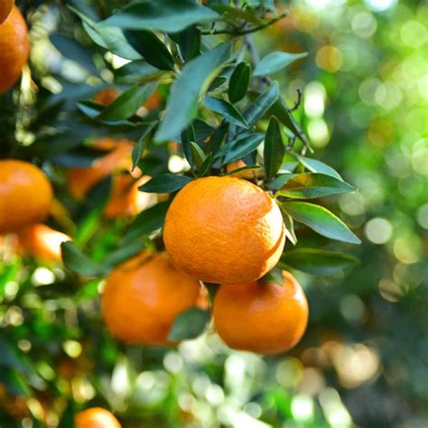 Super Nova Mandarin Tree One Green World