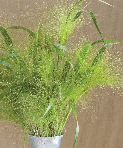 Explosion Grass 10 Stems Bunch Heuston Floral Estate