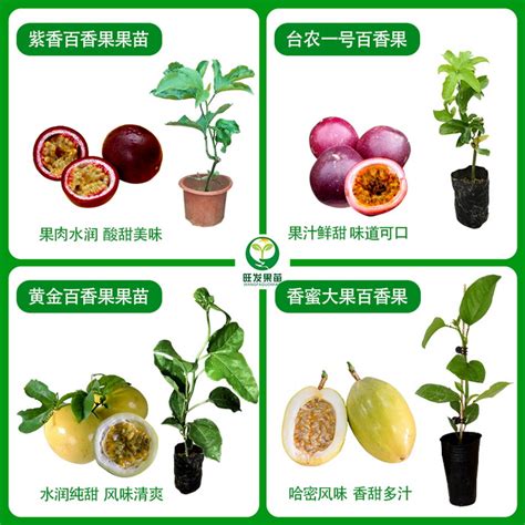 台农一号紫色百香果苗批发 香甜耐寒品种 嫁接苗优良百香果品种 台农1号百香果苗 果苗 广东果苗批发 惠州果苗批发 果苗种植场 惠州果苗基地
