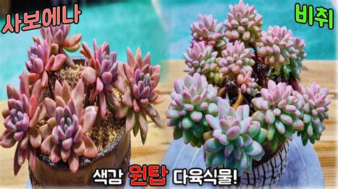 아니 이렇게 사랑스러운 다육이가 왜 유통이 안되는거야 비취and사보에나 Youtube