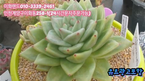 특집엘크혼금햇살돌기마리아금 다남다육010 3339 2461 Youtube