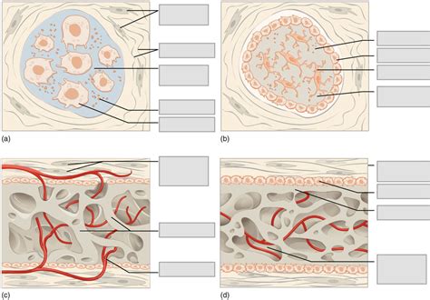 Intramembranous Ossification Diagram Quizlet