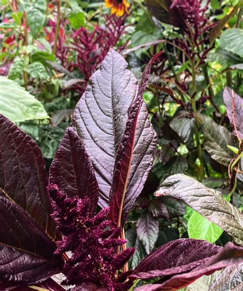 Amaranth Red Army Seeds Amaranthus Tricolor