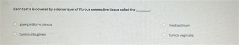 Solved Each Testis Is Covered By A Dense Layer Of Fibrous
