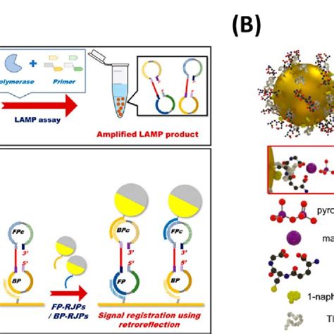optical detection methods of lamp amplicons a schematic