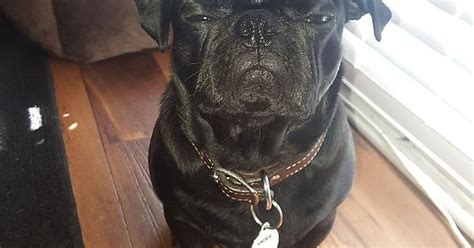 Guys I Think My Pug Wants To Kill Me Please Send Help Imgur