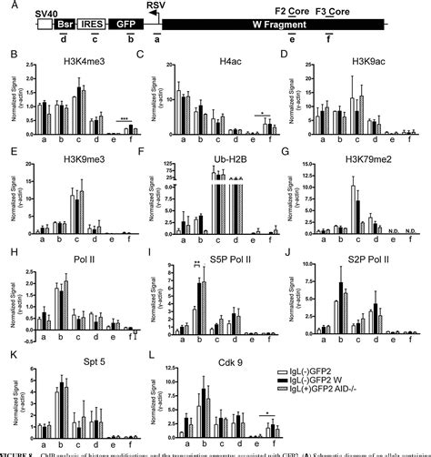 Figure 1 From Identification Of Core Dna Elements That Target Somatic Hypermutation Semantic