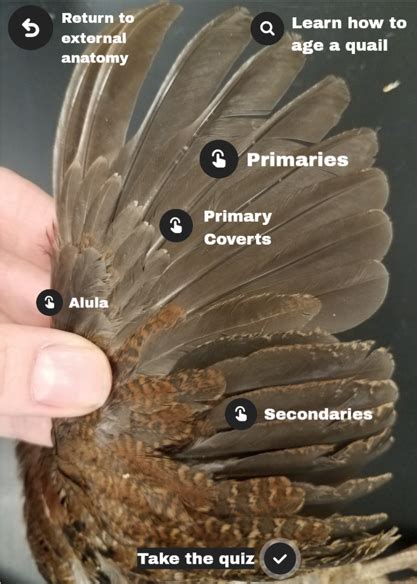 The Anatomy Of A Quail Texas Aandm Nri