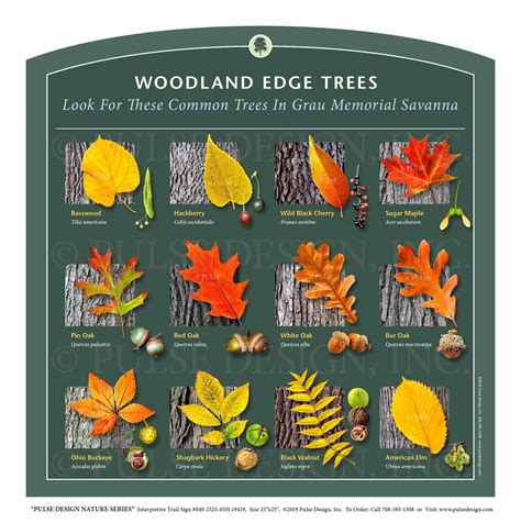 52 Free Printable Tree Leaf Identification Charts Pdf Infographic