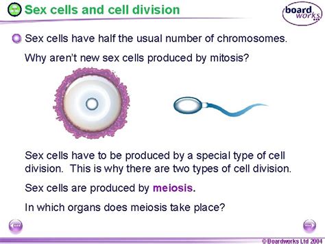 Ks Biology Cell Division And Fertilisation Boardworks