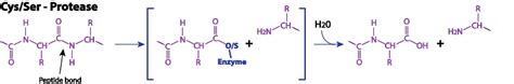 Cysteineserine Protease ~ Viralzone