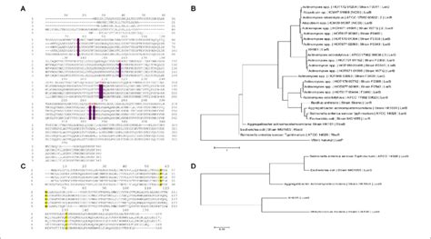 Protein Sequence Alignment And Molecular Phylogenetic Analyses Of The