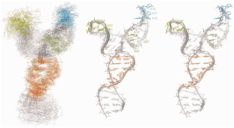Left Ensemble Of The 20 Lowest Energy Structures Aligned Over All Download Scientific Diagram