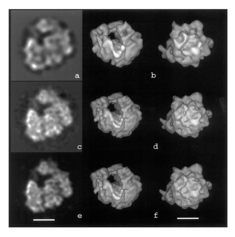 3d Reconstruction Of The 70s E Coli Ribosome A Central Slice Of The