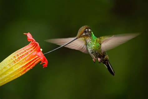 How Do Hummingbirds Mate Enter The Mating Dance