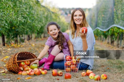 작은 소녀와 유기농 과수원에 빨간 사과와 아름 다운 어머니의 초상화 행복 한 여자 고 아이 딸 따기 익은 과일 나무와 재미 가족에 대 한 수확의 계절입니다 사과에 대한 스톡