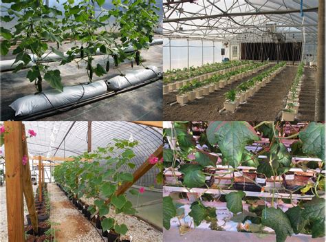 Greenhouse Cucumber Production Alabama Cooperative Extension System