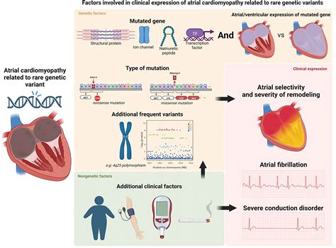 Genetic Atrial Cardiomyopathies Common Features Specific Differences