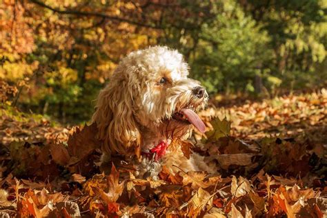 Cockapoo Dog Breeds Facts Advice And Pictures Mypetzilla Uk