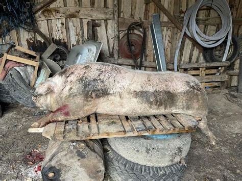 Parduodu Kiaule Skelbiult