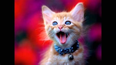Cat Meowing Sound Effect Youtube