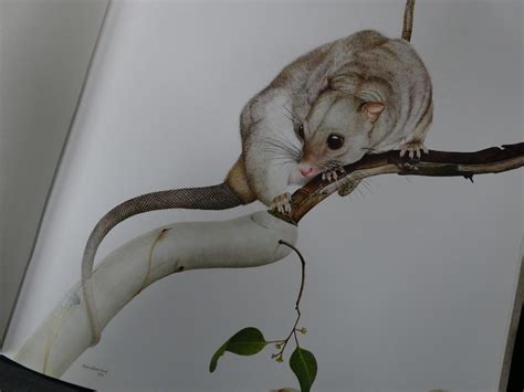 At Auction Marsupials Of Australia Vol 1