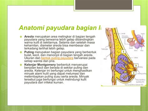 Anatomi Payudarapptx