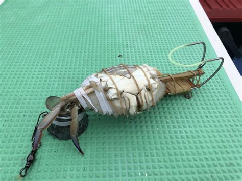 タコテンヤエサの巻き方 タコテンヤ エサの付け方 タコテンヤの餌を付ける位置と付け方 Dbluk