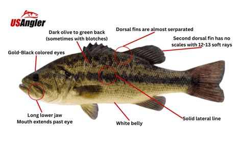 Largemouth Bass Identification Behavior Basics And Best Lures And