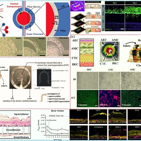 Microfluidic Chips For Placenta And Cervix A A Microfluidic Chip Was Download Scientific