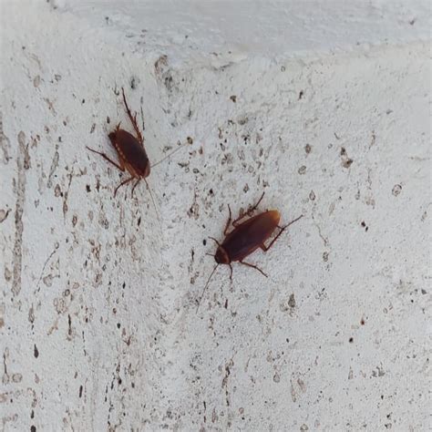 Tackling The German Cockroach Agile Pest Control Services Kenya
