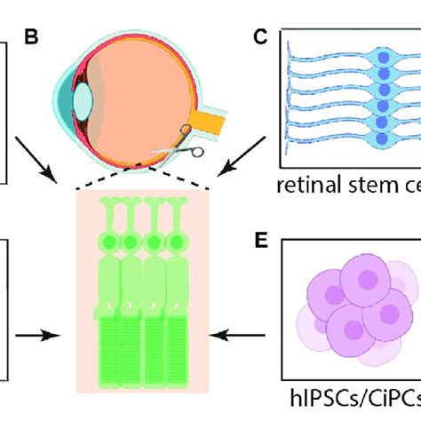 Stem Cell Transplantation And Regeneration Many Stem Cells Sources Are Download Scientific