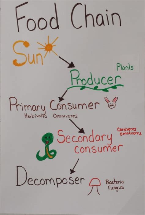 Food Chain Anchor Chart Food Chains Anchor Chart Ecosystems Lessons Porn Sex Picture