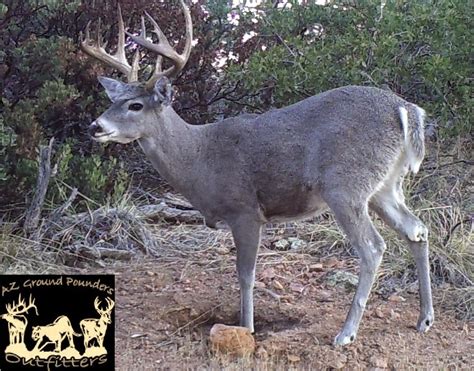 Philip Barrets 2014 Auction Tag Coues Buck Az Ground Pounders