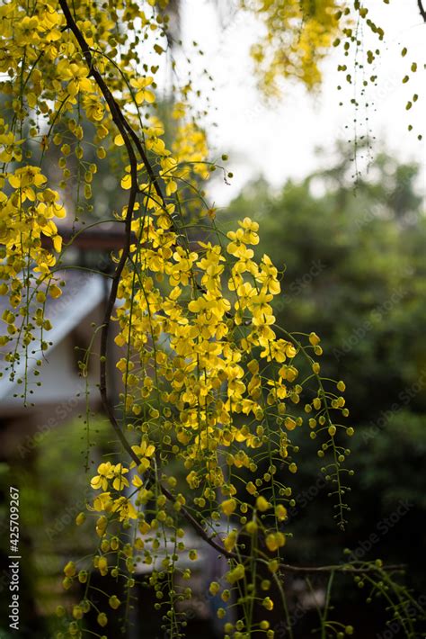 Foto De Kanikonna Konnapoo The Vishu Special Flower Cassia Fistula