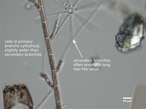 Freshwater Algae Key