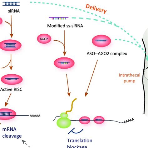 Reducing Mhtt Levels By Targeting Mhtt Protein Enhancing Protein