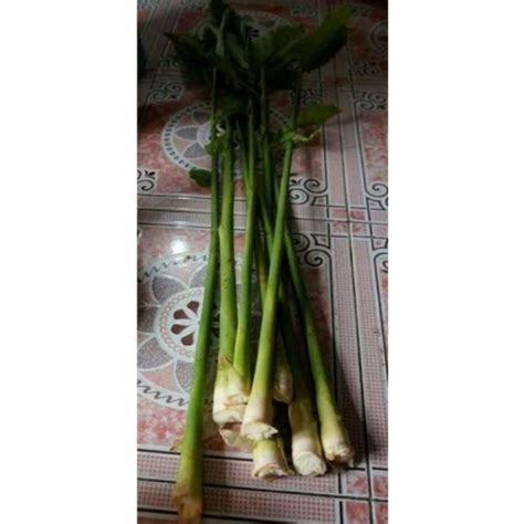 Jual Pohon Kecombrang 1kg Batang Honje Combrang Shopee Indonesia