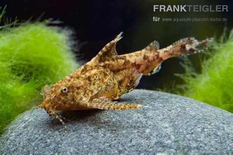 Deltaflügel Zwergwels Hara Jerdoni 5 39