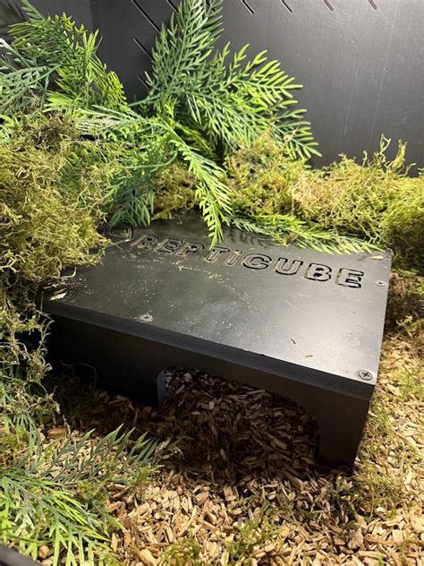 Ball Pythons For Sale Captive Bred Morphs Repticube South Africa