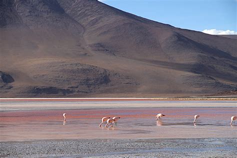 Лагуна Колорадо Красное озеро