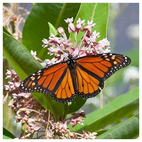 Everwilde Farms 14 Lb Common Milkweed Native Wildflower Seeds Gold Vault Bulk Seed Packet