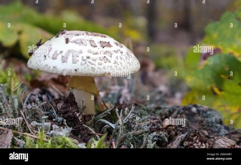 Toadstool Mushroom White Amanita Amanita Citrina A Toxic Poisonous