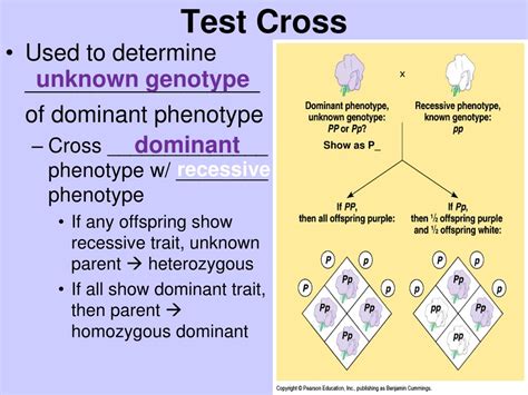 Ppt Unit 6 Genetics And Heredity Ch 8 Heredity And Ch 11 Human Genetics Powerpoint Presentation