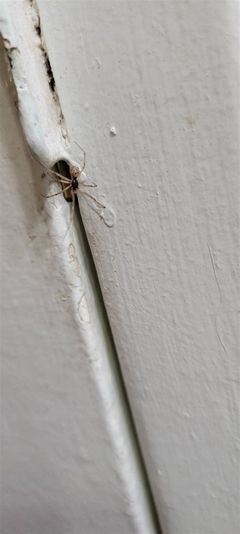 Bathroom Spider Id Request Ottawa Ontario Rspiders