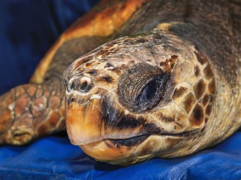 Freshwater Loggerhead Turtle
