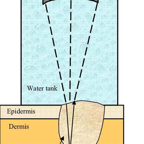 Principle Of Skin Assessment Using Pulse Echo Ultrasonic Technique Download Scientific Diagram